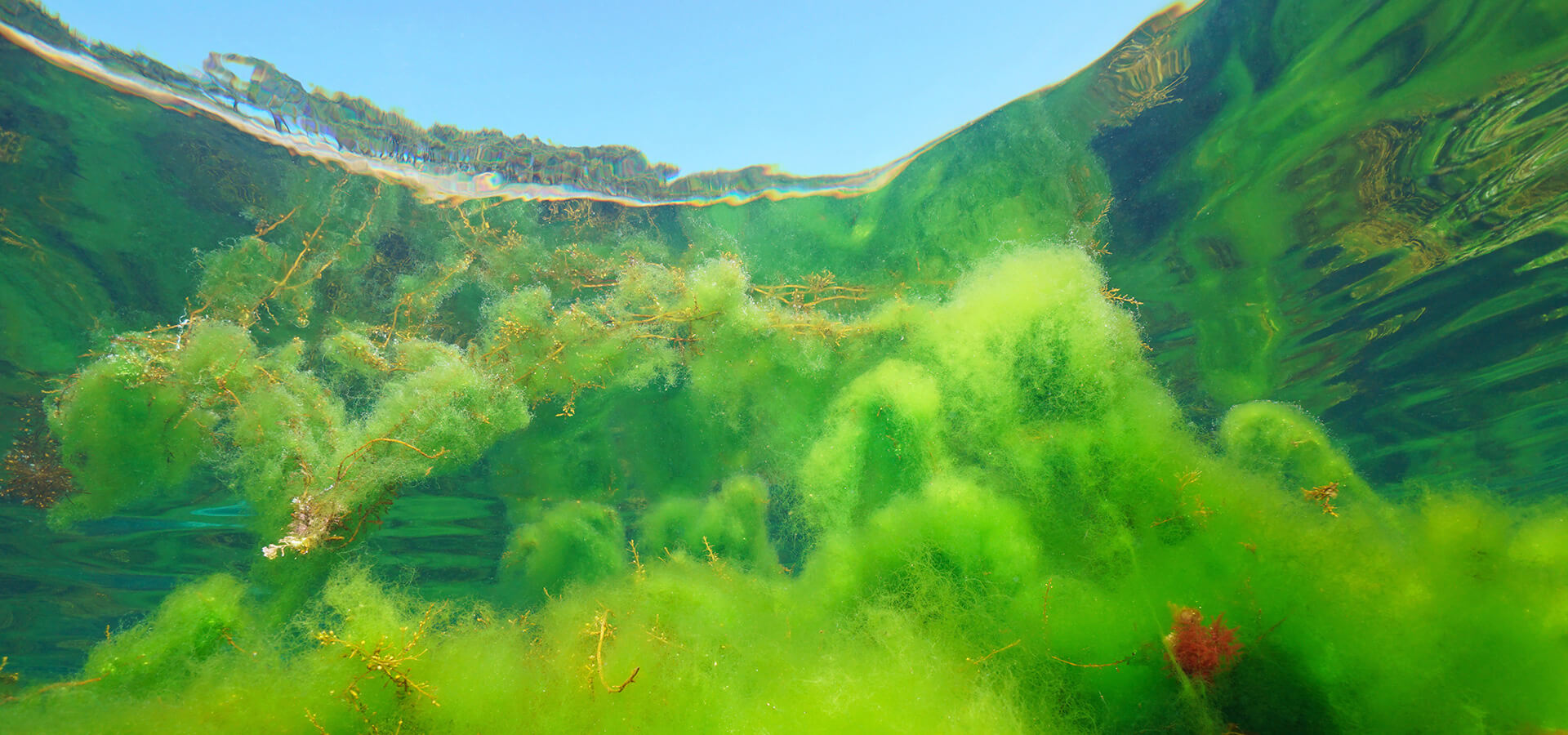 Water quality: a critical pillar of biodiversity - Impax Asset Management